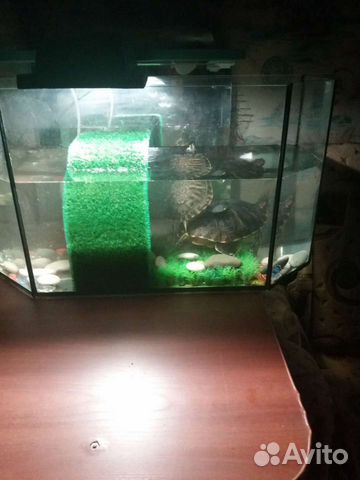 Аквариум с черепахами