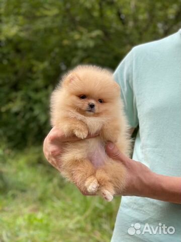 Померанский шпиц красотка Ляля