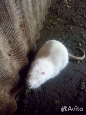 Породам нутрий разных возрастов