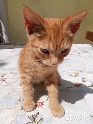Котёнок