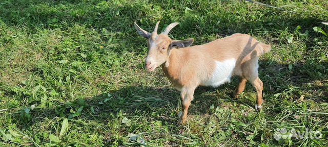 Козы заано-нубийские