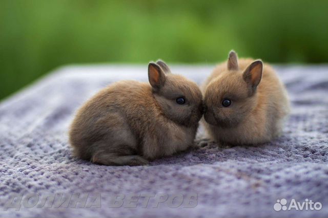 Парочка карликовых кроликов супер мини