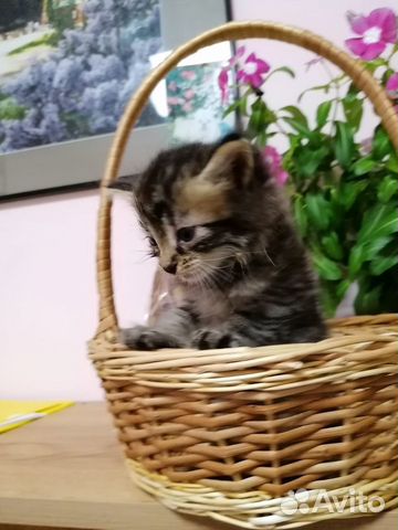 Полупушистые котятки мальчики