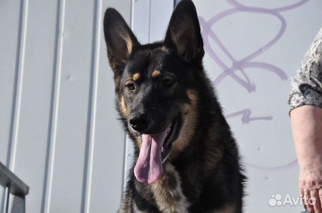 Кристина, 1 год, стерилизованная