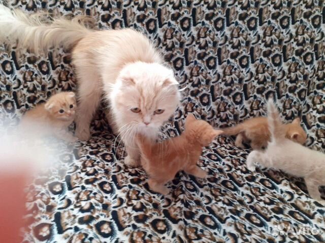 Шотландские котята