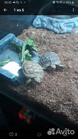 Черепаха сухопутная