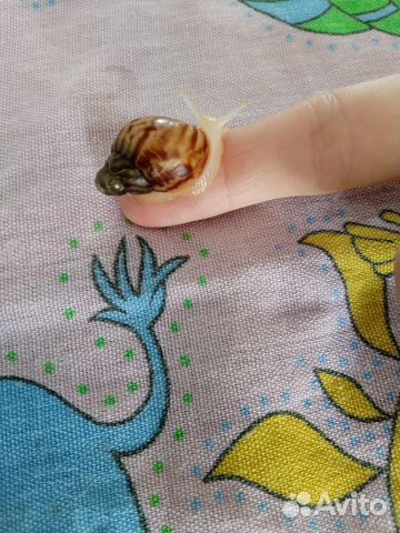 Улитки ахатины