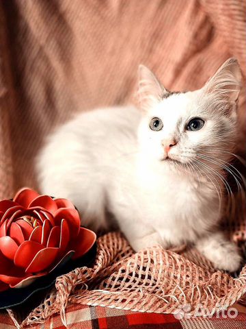 Белый котенок в добрые руки