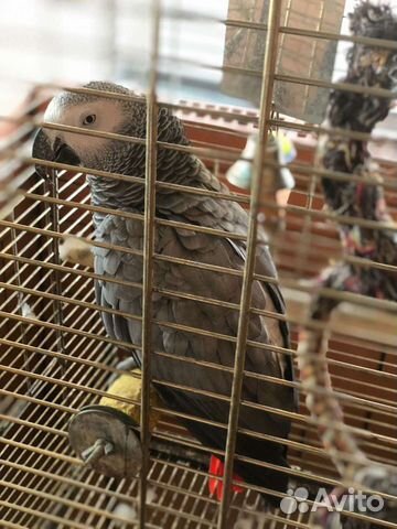 Попугай жако