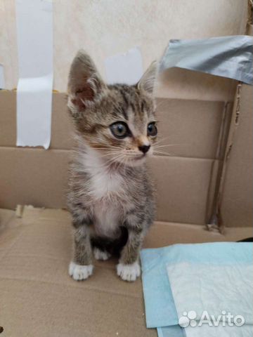 Ручной котик Бублик 1,5 месяца