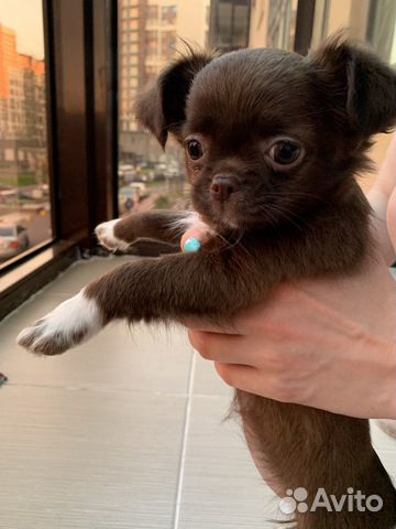 Чихуахуа девочка. Горький шоколад