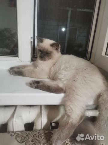 Нужна кошка для случки, кот бретанец-шотландец