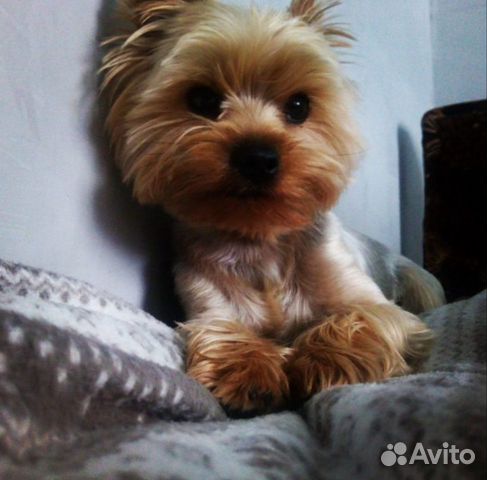 Вязка Йорка