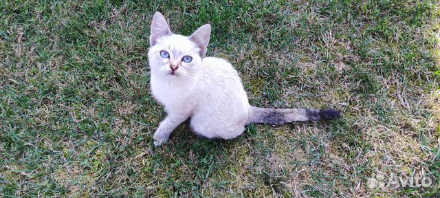 Кошечка сиамская/тайская (наполовину) в хорошие ру