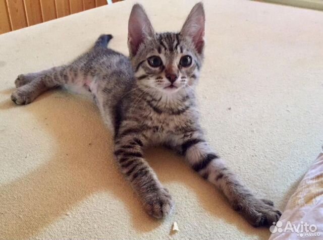 Котенок Килька