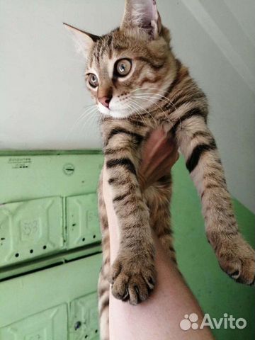 В подьезд выбросили абиссинку 4 мес