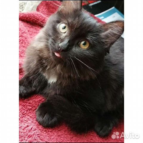 Котенок пушистенький мальчик 2 месяца