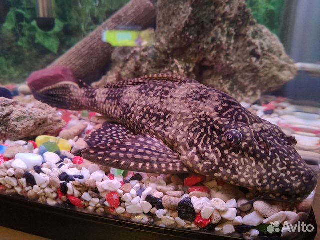 Рыбки бесплатно Птеригоплихт