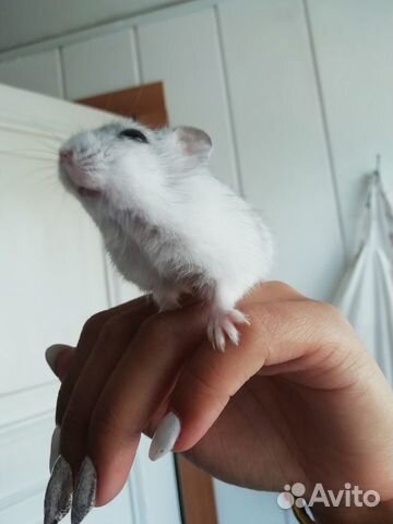 Отдаю хомячков