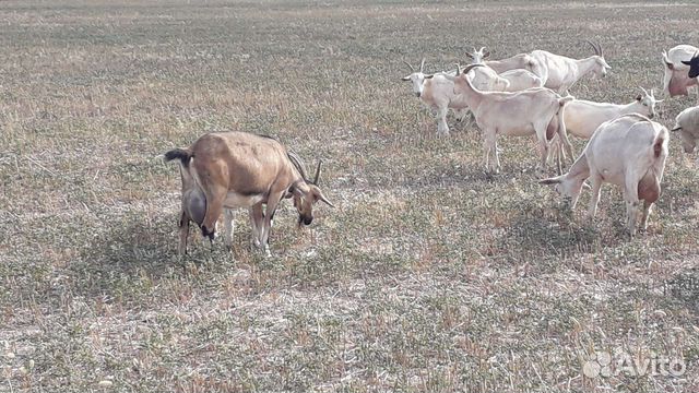 Казы дойные