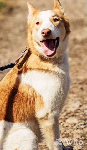 Девочка Ромашка среднего размера