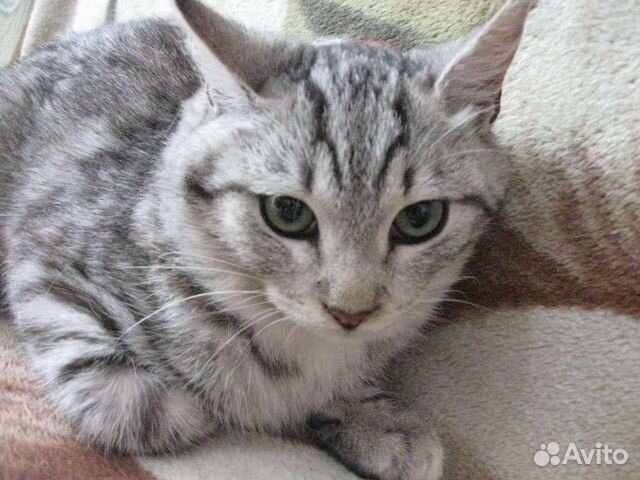 Котик
