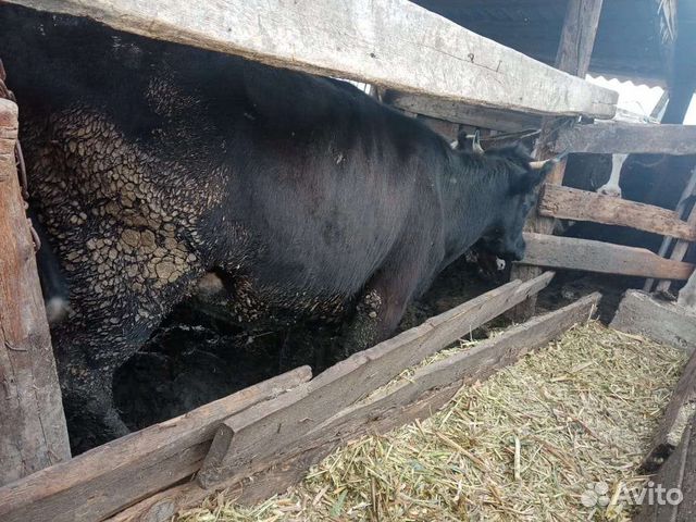 Телки стельные