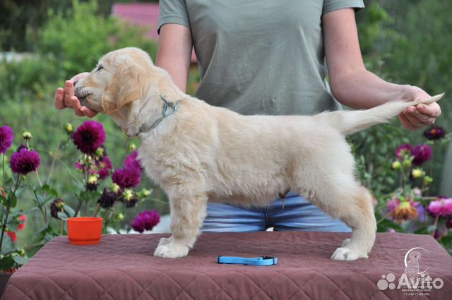 Щеноки Золотистого ретривера, кобели