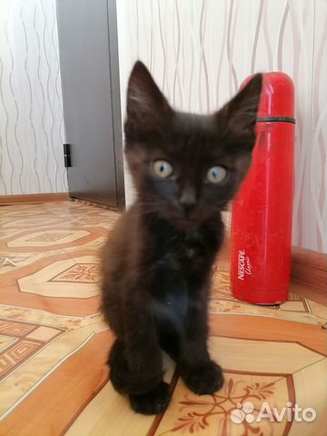 Черный котенок в добрые руки