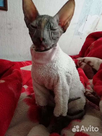 Котёнок Данской сфинкс