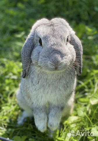 Кролик баран вислоухий