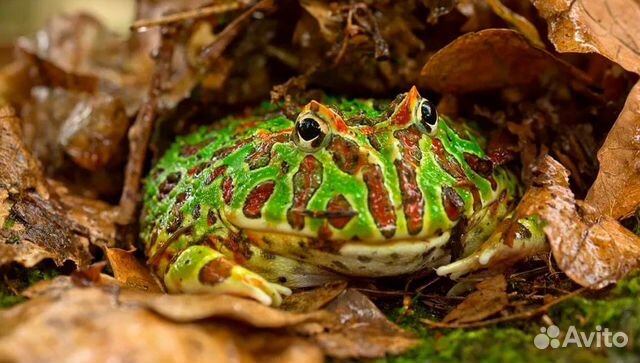 Лягушка Чакская рогатка