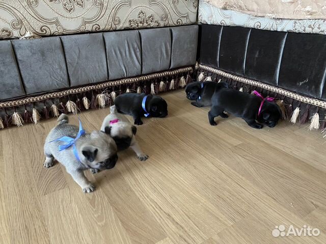 Мопсы ищут свой дом