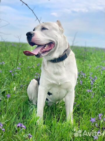 Помесь стаффа с алабаем