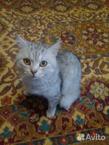 Шотландский полосатый