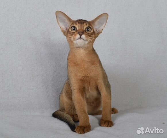 Абиссинские мурчалки