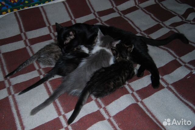 4 пушистых (и не очень:) мальчика в добрые руки