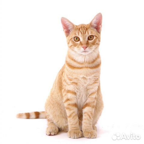 Ражие котята