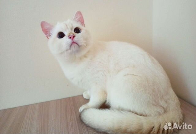 Британский котик шиншилла
