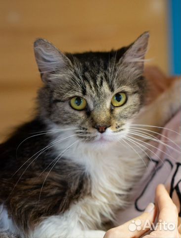 Малышка Бетти ждёт семью. Лесной приют