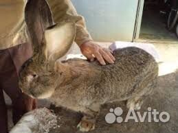 Крол великан