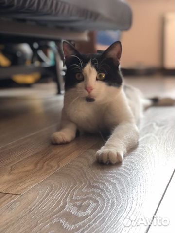 Котик в дар
