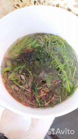 Полведра растений