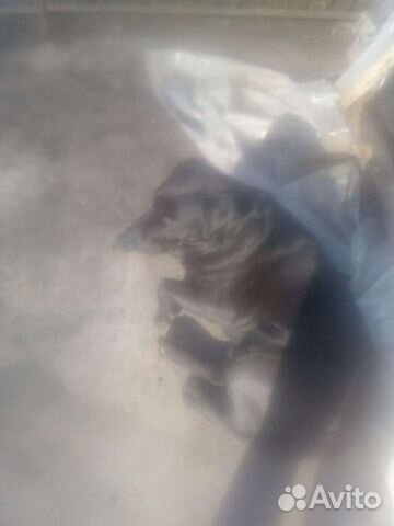 Продам бычков месячных