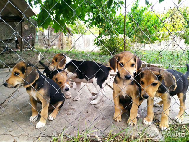 Продам щенков