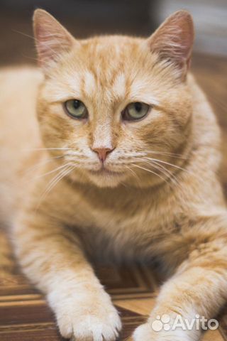 Рыжий кот около 5 лет