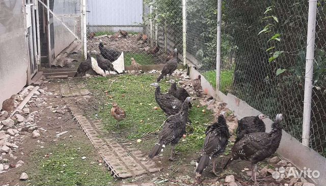 Дикая американская индейка