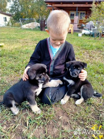 Щенки помесь породы Сиба ину