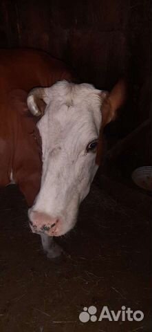 Корова дойная