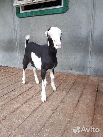 Козлик ламанча ч/п